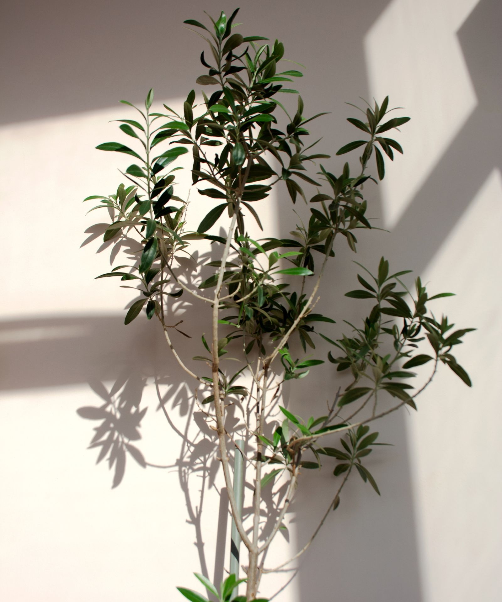 Can you grow an olive tree indoors? Experts share top tips | Homes and ...
