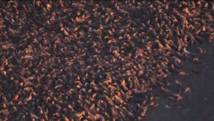 How to Tag a 3,700-Pound Walrus | Live Science