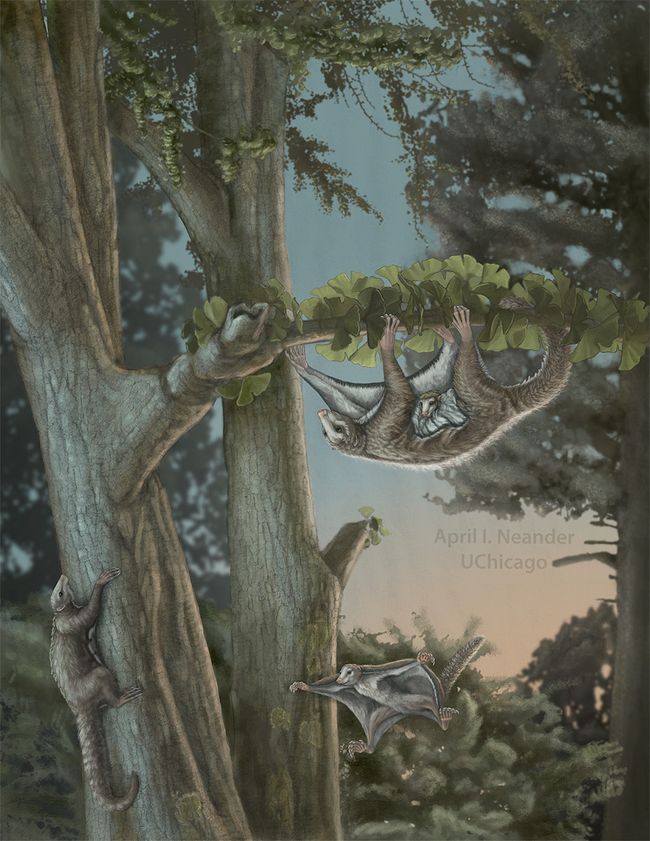 Photos: These Mammal Ancestors Glided from Jurassic Trees | Live Science