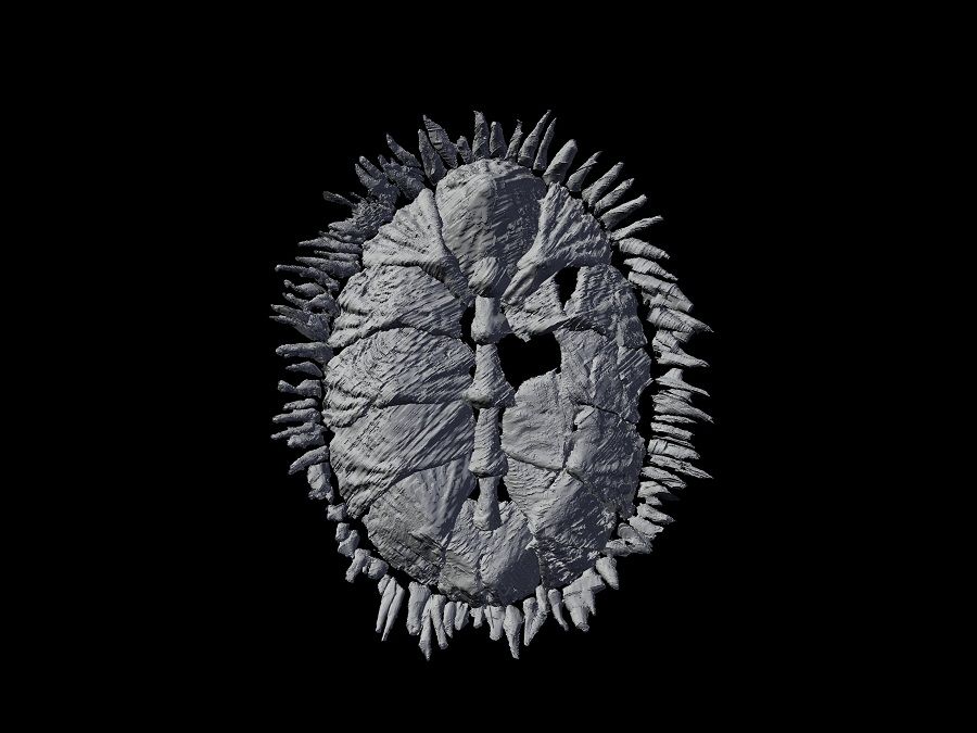 Image Gallery: Extinct Mollusk Brought to Life | Live Science