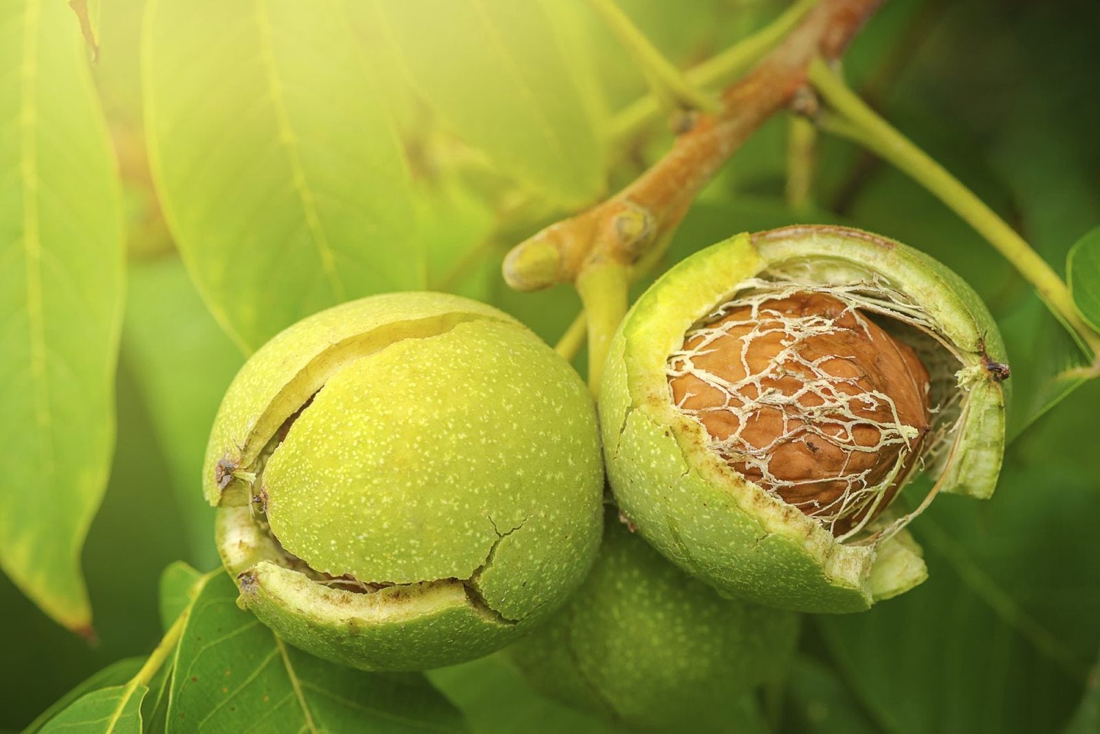 Best Way To Pick Walnuts - How To Harvest Walnuts From Your Tree | Gardening Know How