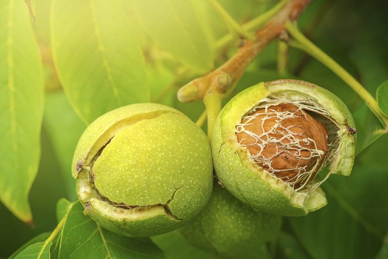 Best Way To Pick Walnuts - How To Harvest Walnuts From Your Tree ...