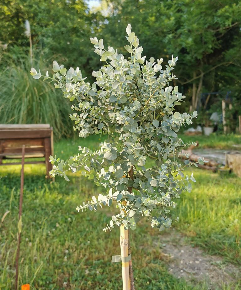 Best wasp repellent plants: 10 plants to keep insects away | Homes and ...