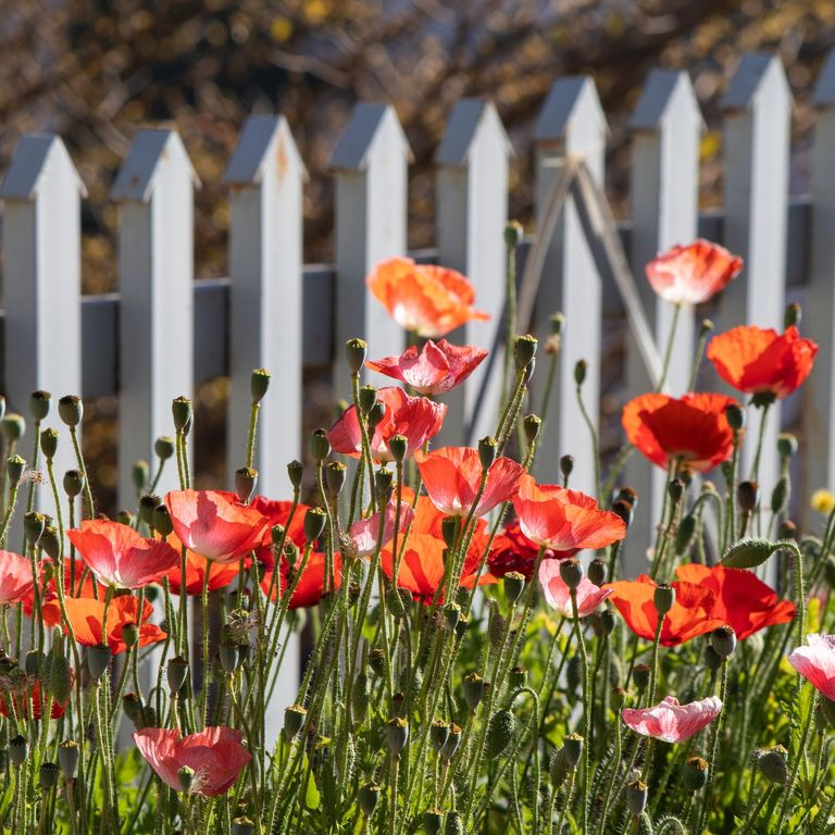When to plant poppy seeds: an expert guide | Ideal Home