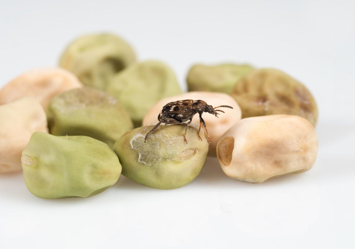 Preventing Pea Weevil Damage - Tips For Controlling Pea Weevils ...