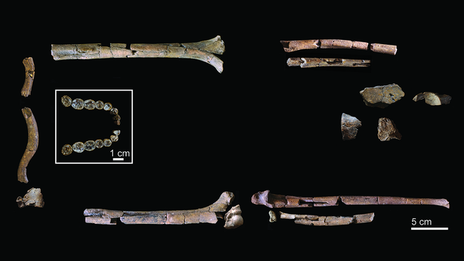 Human evolution: News, features and articles | Live Science