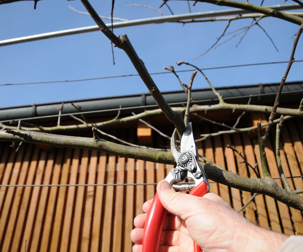 Pruning espalier apple trees: how and when to do it | Homes and Gardens