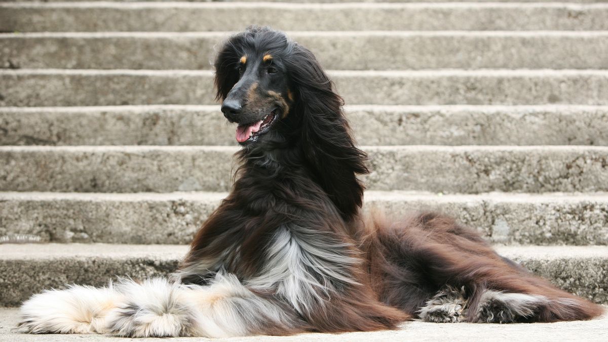 32 best dog breeds for warm climates | PetsRadar