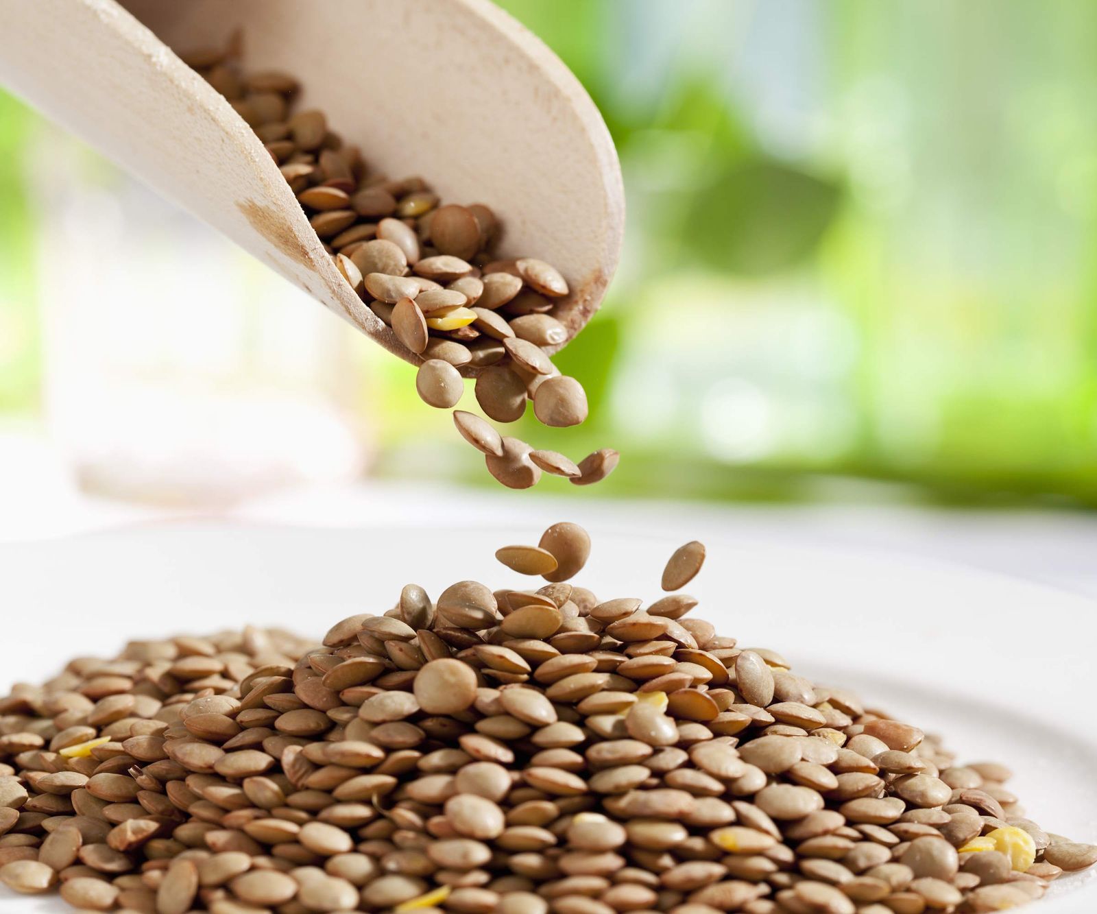 See how to grow lentils in your backyard vegetable garden | Homes and ...