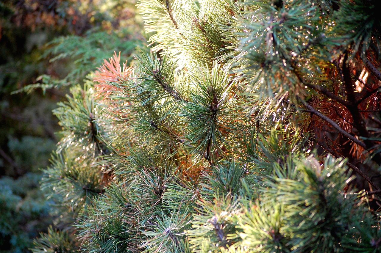 Best trees for shade: including fast-growing varieties | Homes and Gardens