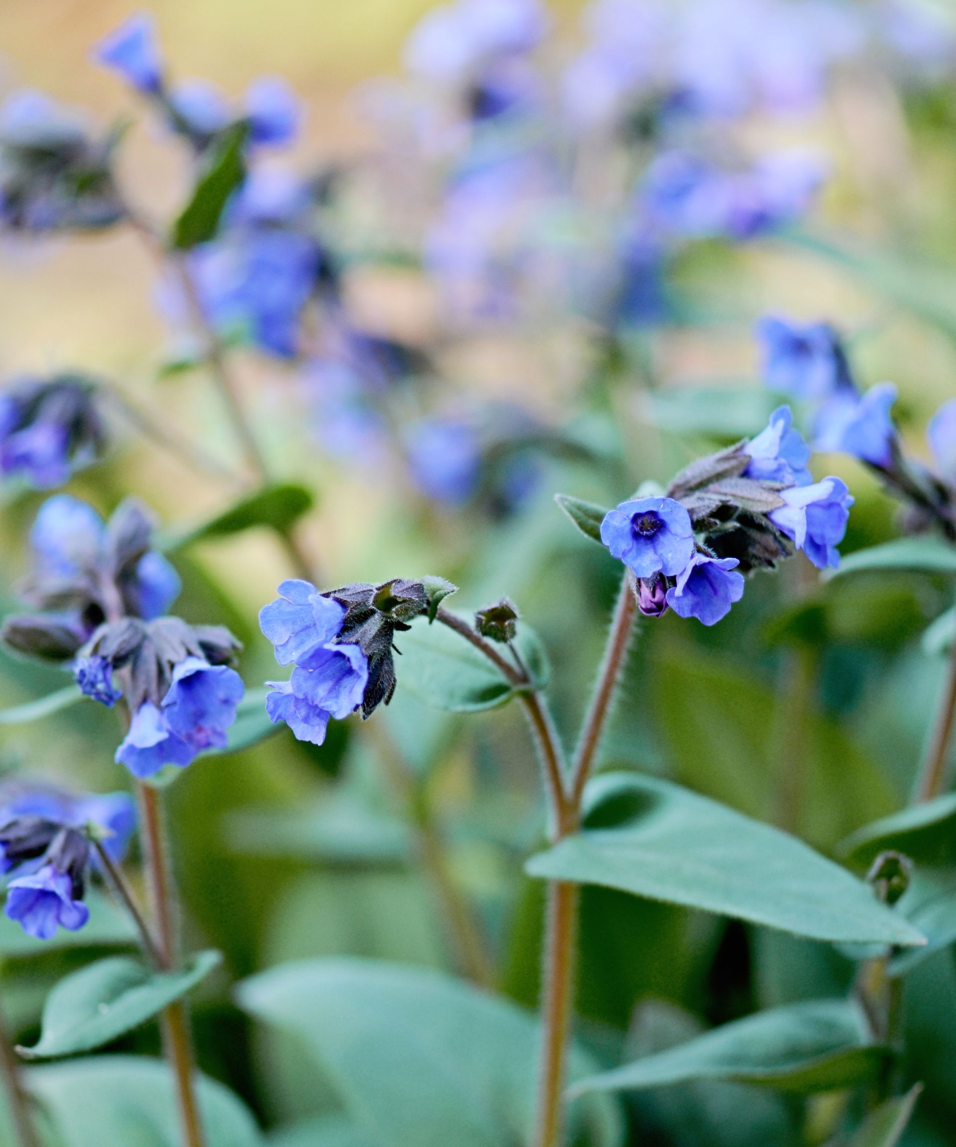 How to grow lungwort - an expert guide to healthy plants | Homes and ...