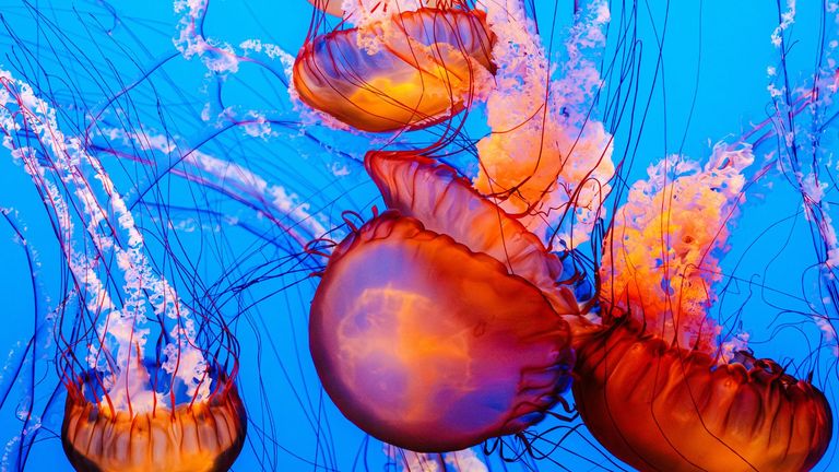 The world's most unique and colourful sea creatures - in pictures ...