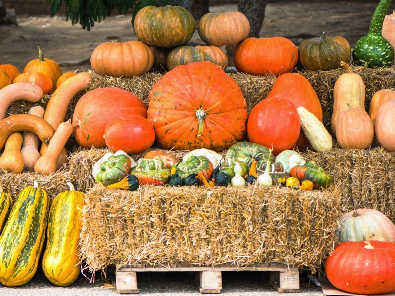 What Is A Squash vs. Gourd vs. Pumpkin? | Gardening Know How