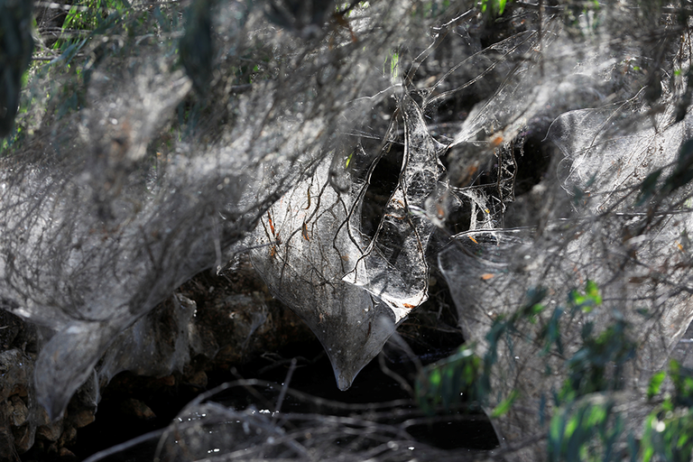 The bewitching creepiness of Jerusalem's giant spider webs | The Week