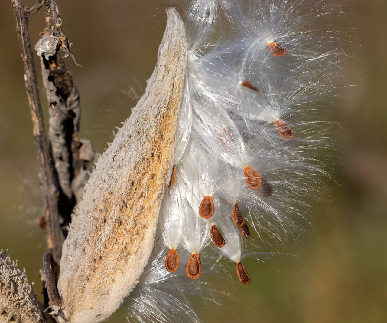 Expert Guide To Growing Milkweed For Monarchs And Other Pollinators ...
