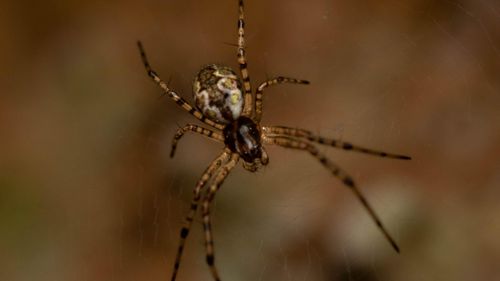 Types of Spiders | Spider Facts | Live Science