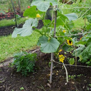 How to dispose of soil - 5 smart and cost-effective ways | Ideal Home