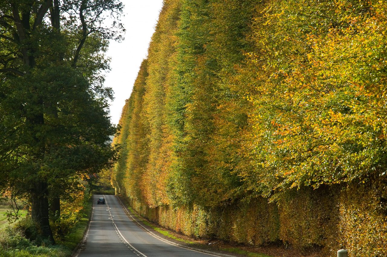 Beech trees: A complete guide | Country Life
