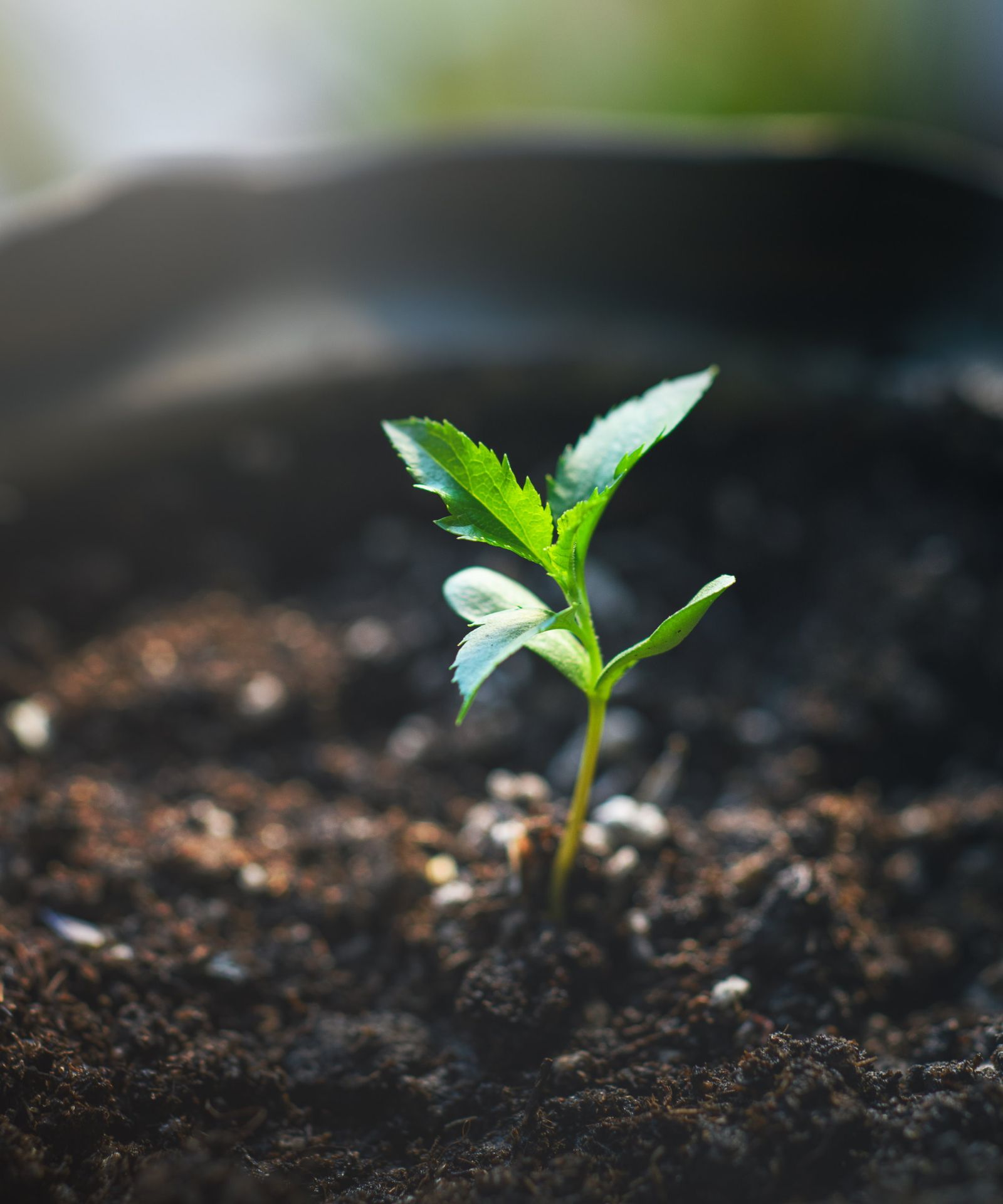 How to grow an apple tree from seed in 5 easy steps | Homes and Gardens