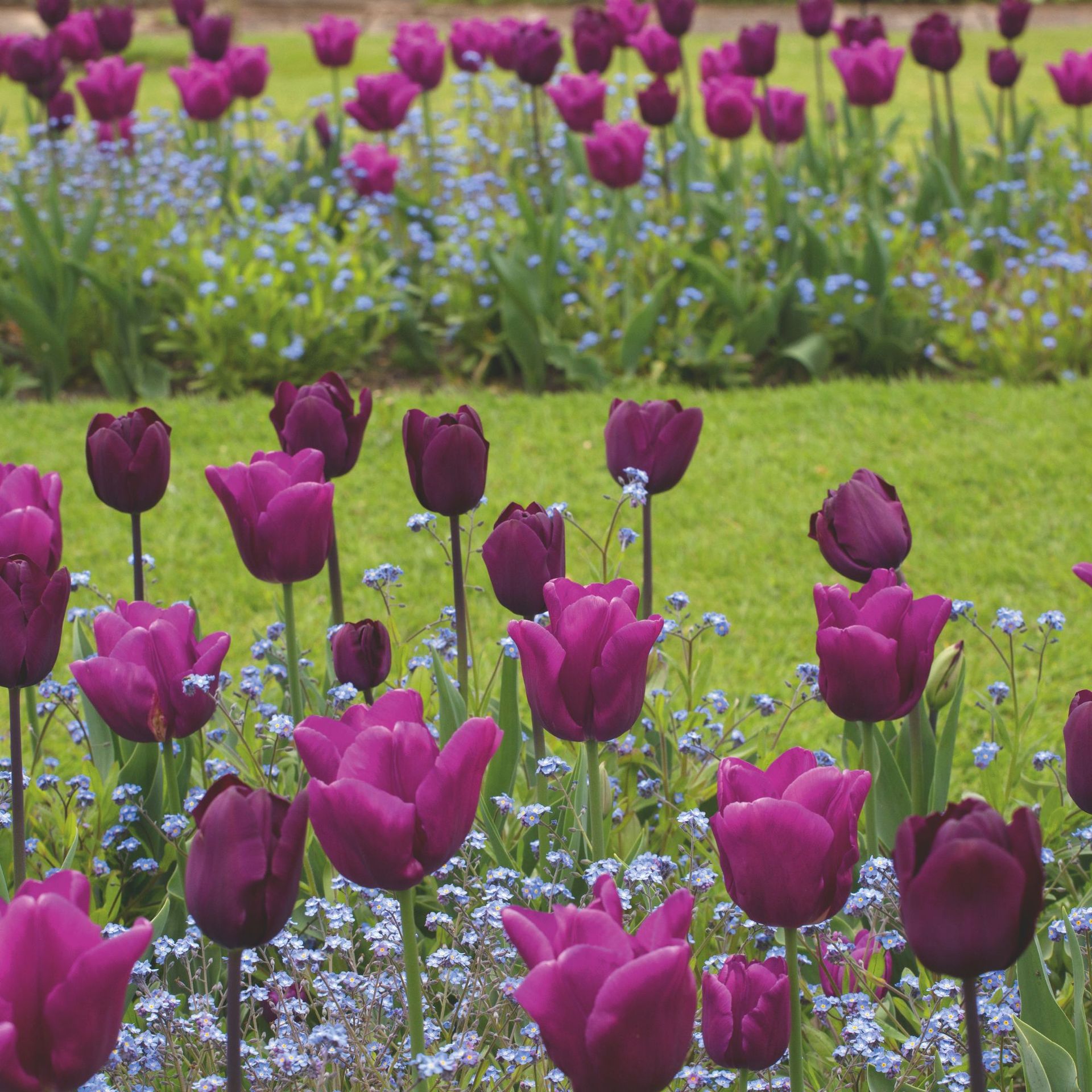 Should you deadhead tulips? What you need to know | Ideal Home