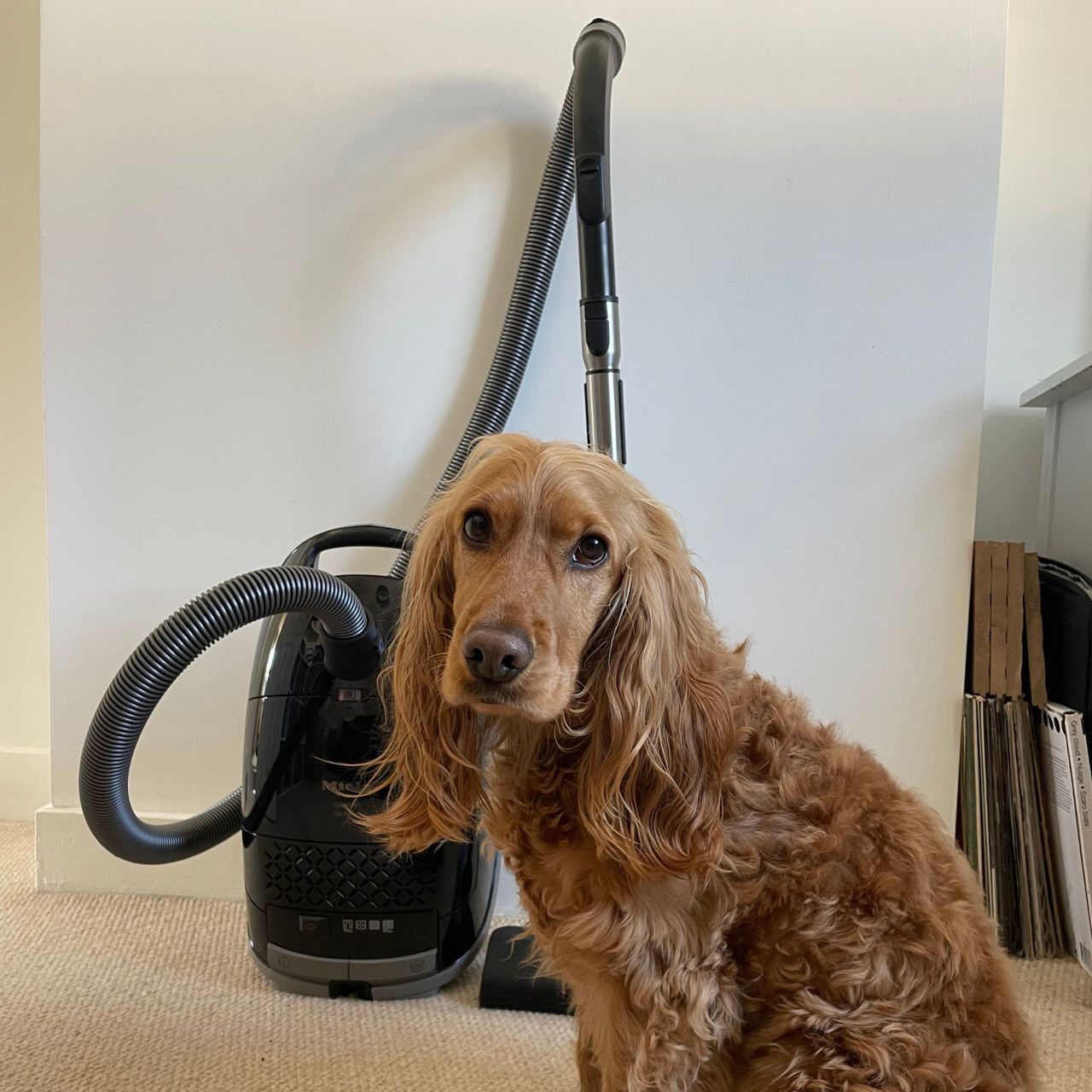 How to get rid of pet dander — my top tips as a dog mum | Ideal Home