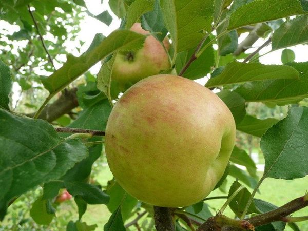 Tips & Information about Apples - Page 3 | Gardening Know How