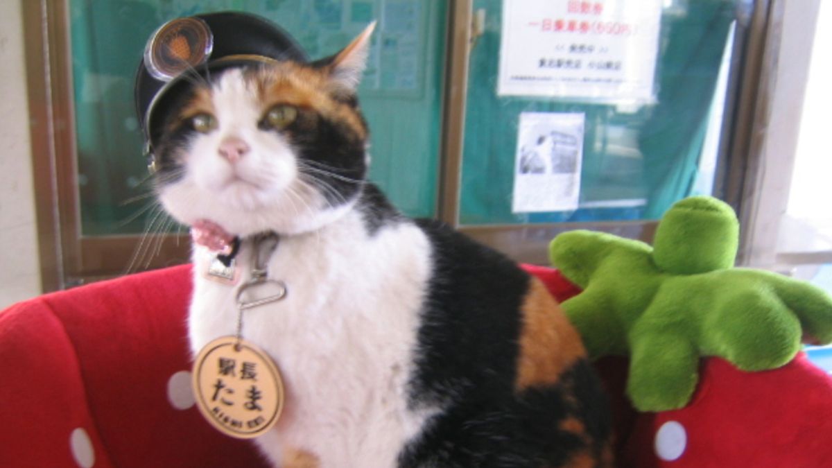 The fascinating history of Japan's railway station cats | PetsRadar