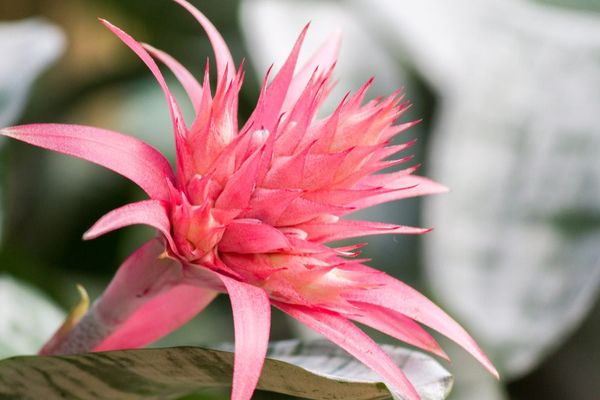 Tips & Information about Bromeliads | Gardening Know How