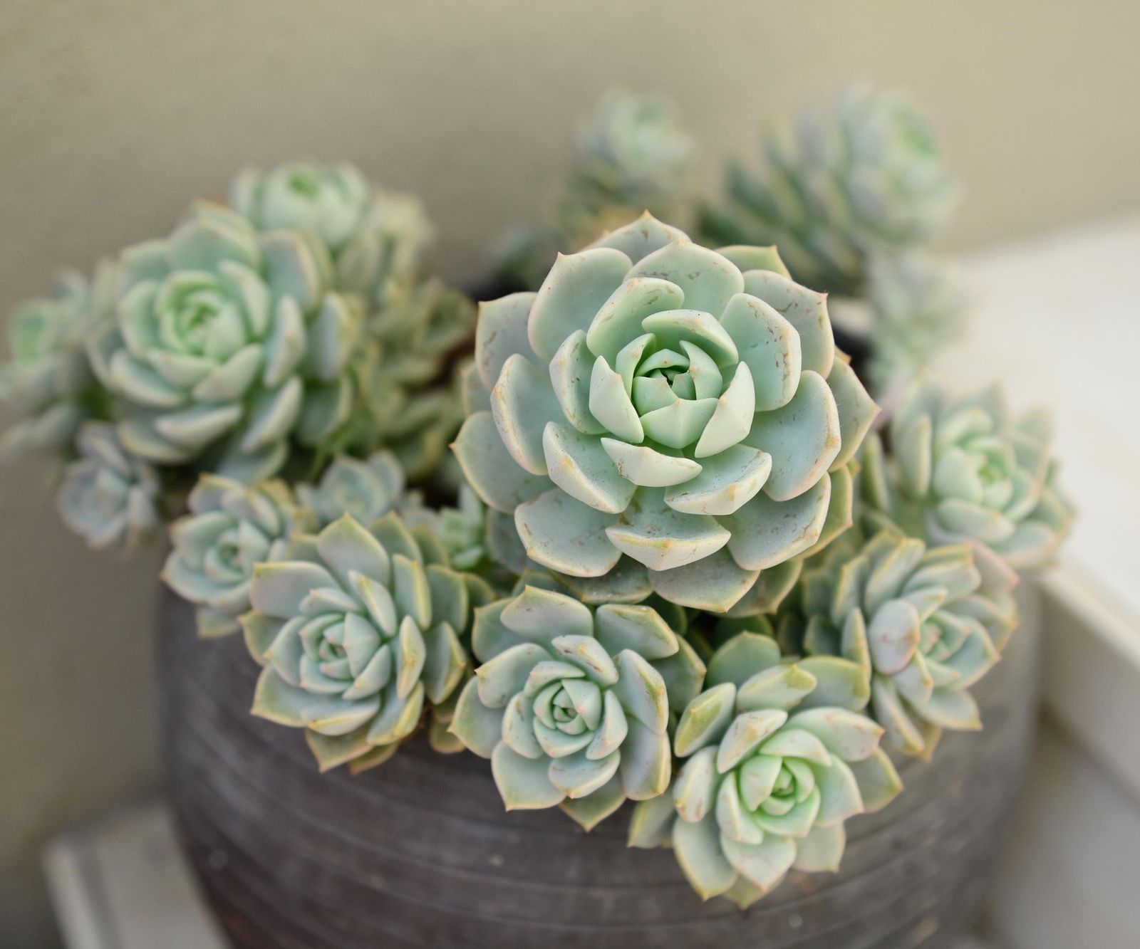 Best indoor plants for direct sunlight: 7 top choices | Homes and Gardens