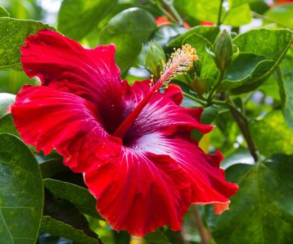 How to propagate hibiscus plants: expert advice for cuttings | Homes ...