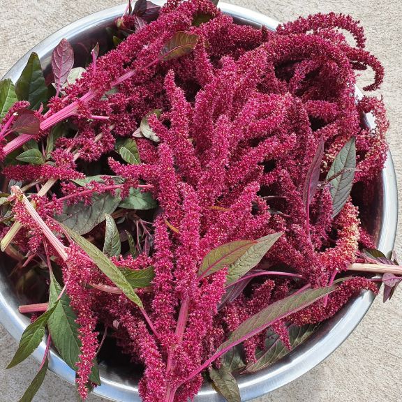 Garden Heritage Favorites - Growing Amaranth Grain Plants | Gardening ...