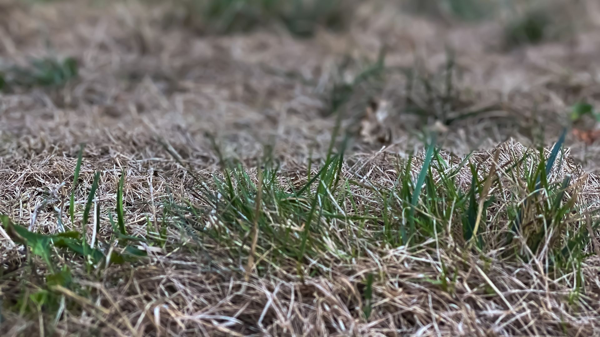 Should you cut grass in hot weather? Lawn experts share advice | Woman ...