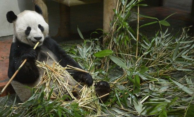 Panda poop: The missing link for cheap, renewable energy? | The Week