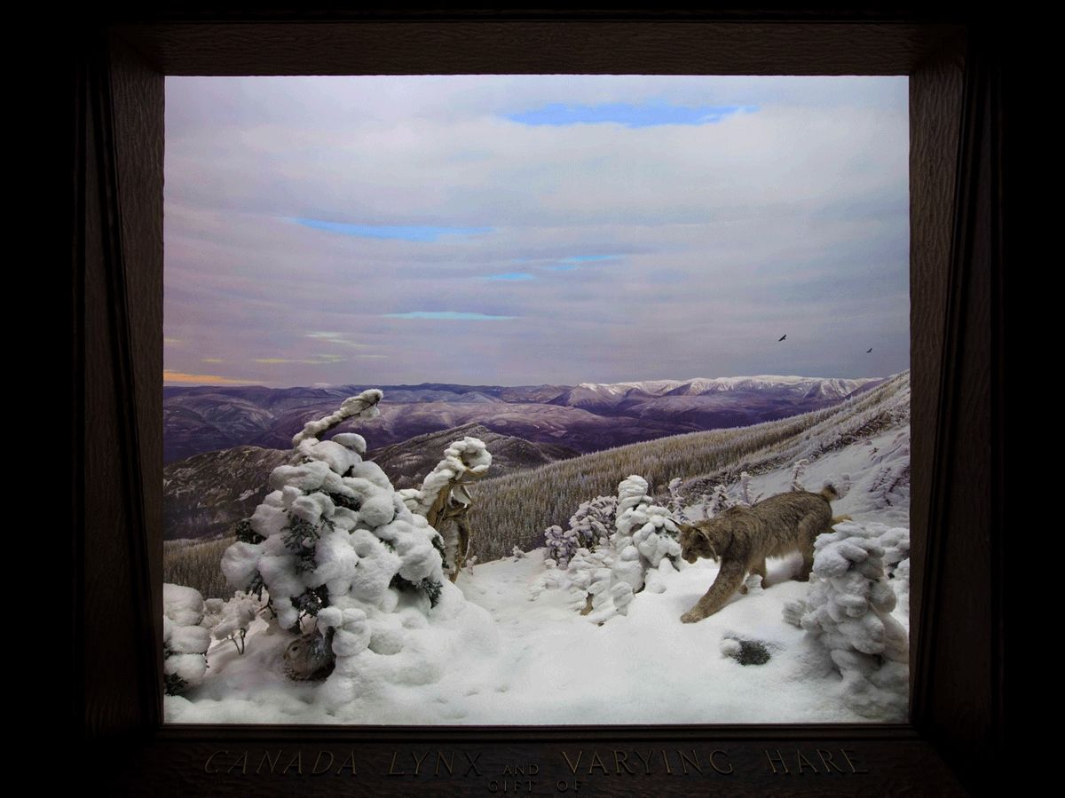 In Photos: Animal Taxidermies Are Uncannily Lifelike | Live Science