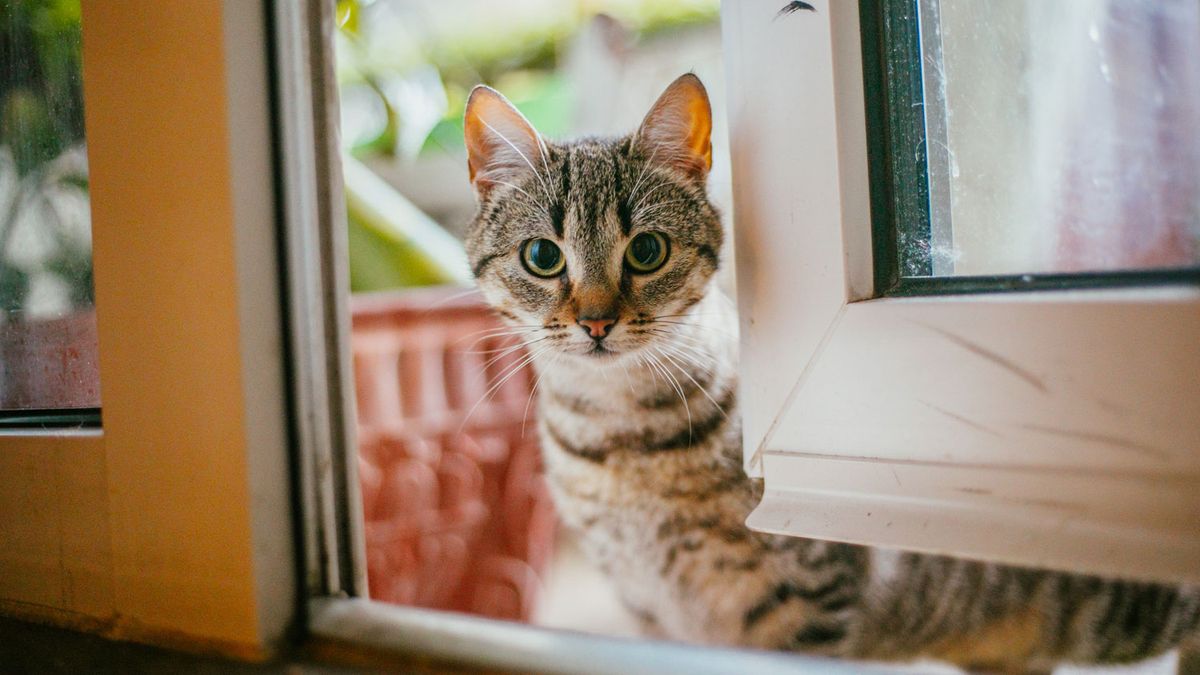 Most common cat breeds: 7 of the most popular moggies in the world ...