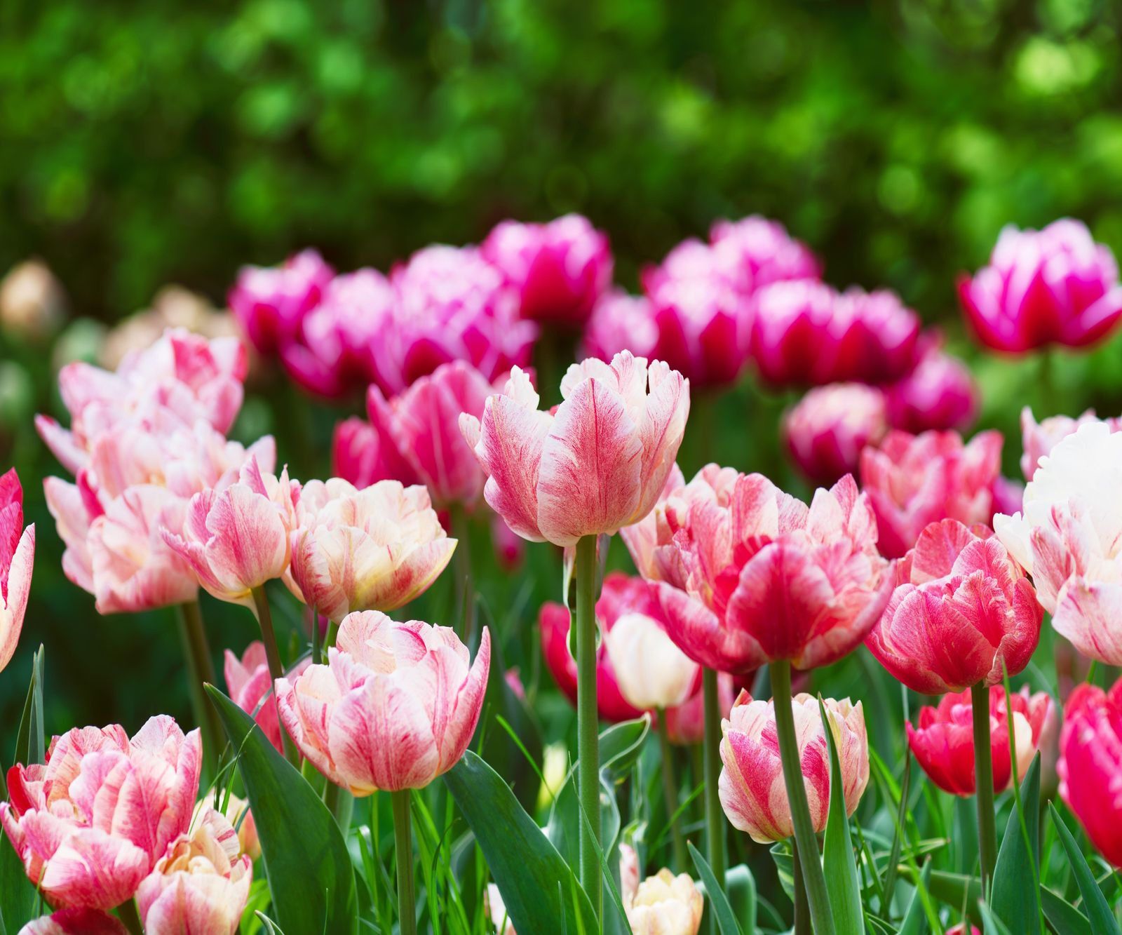 7 of the most popular tulip types explained | Homes and Gardens