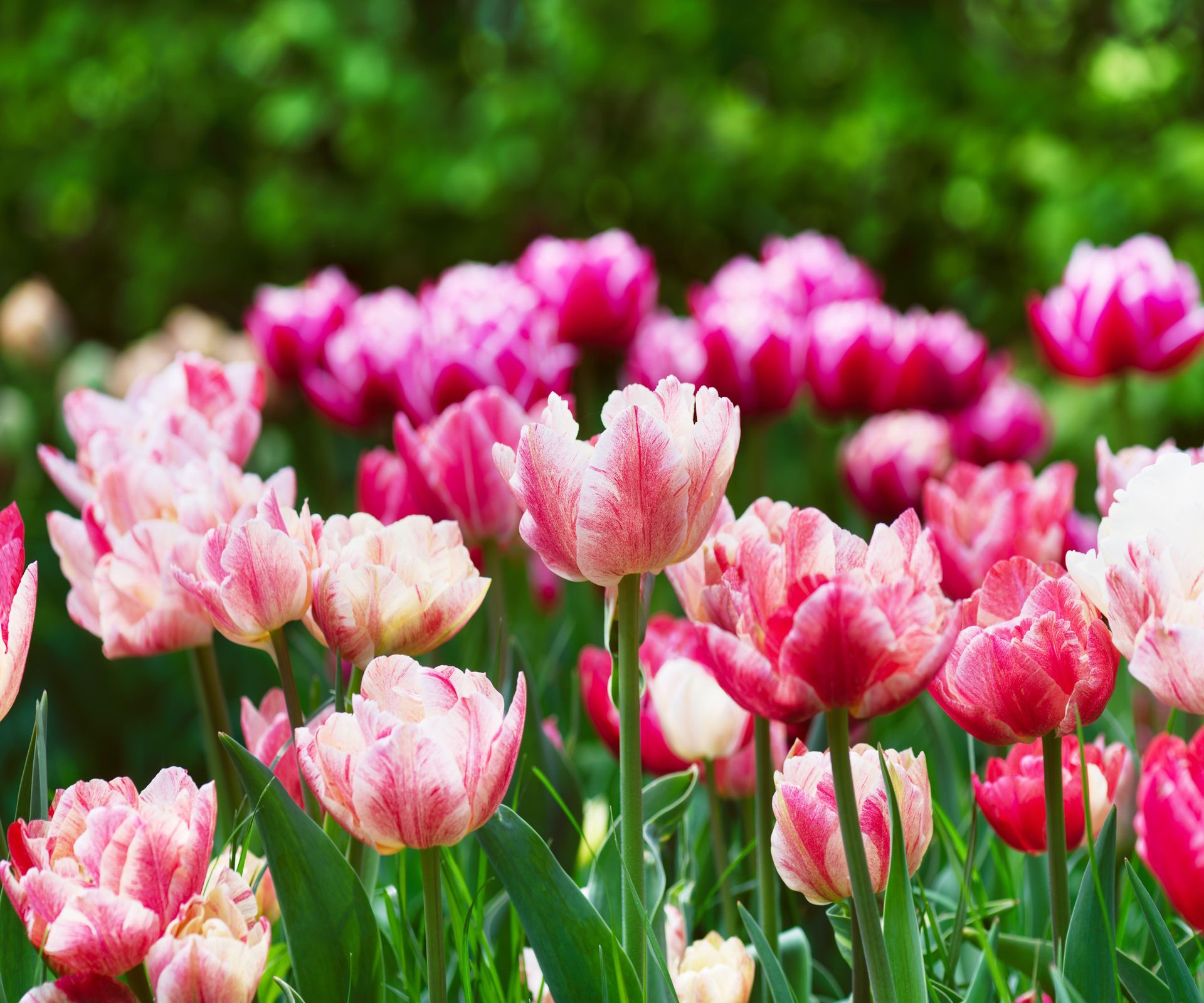 7 of the most popular tulip types explained | Homes and Gardens