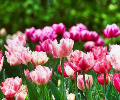 7 of the most popular tulip types explained | Homes and Gardens
