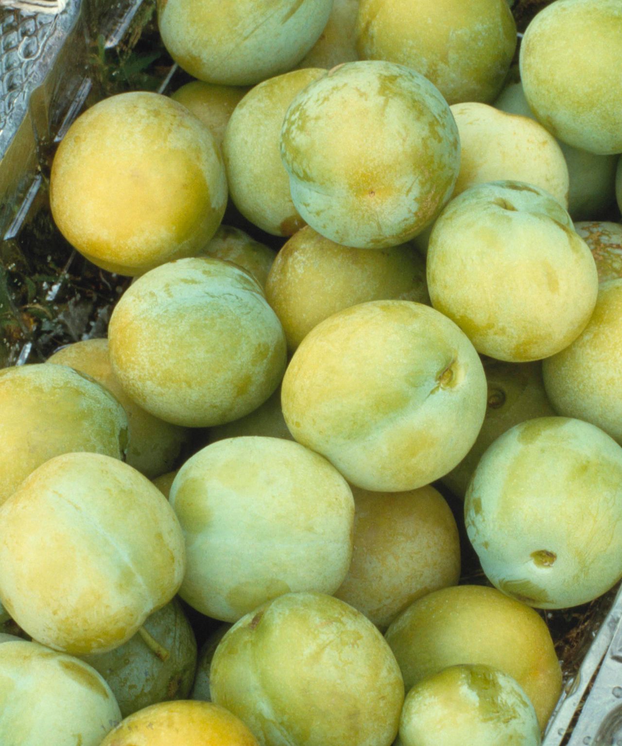 Types of plum trees: 12 varieties to grow for a fruitful autumn harvest ...