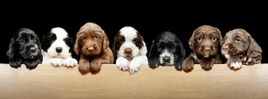Dogs & Animals | Country Life