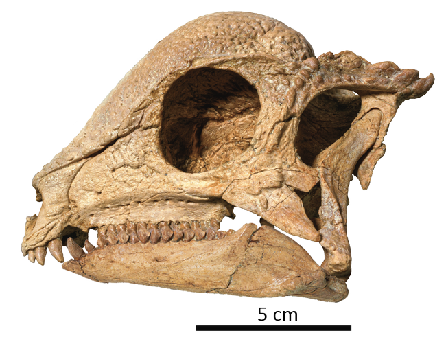 Oldest-known dome-headed dinosaur discovered sticking out of a cliff in ...