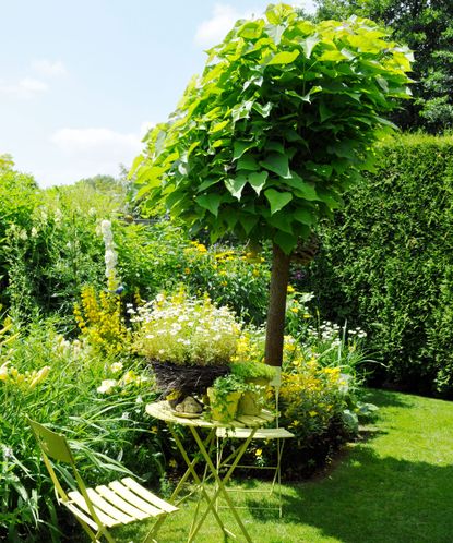 Catalpa care and growing guide: expert tips to follow | Homes and Gardens