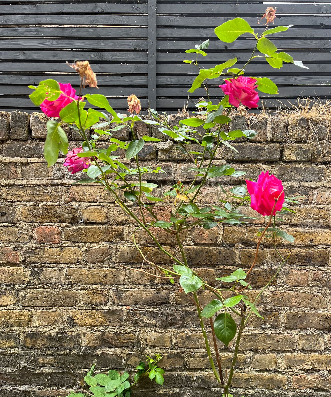 How to deadhead roses for more blooms in summer | Real Homes