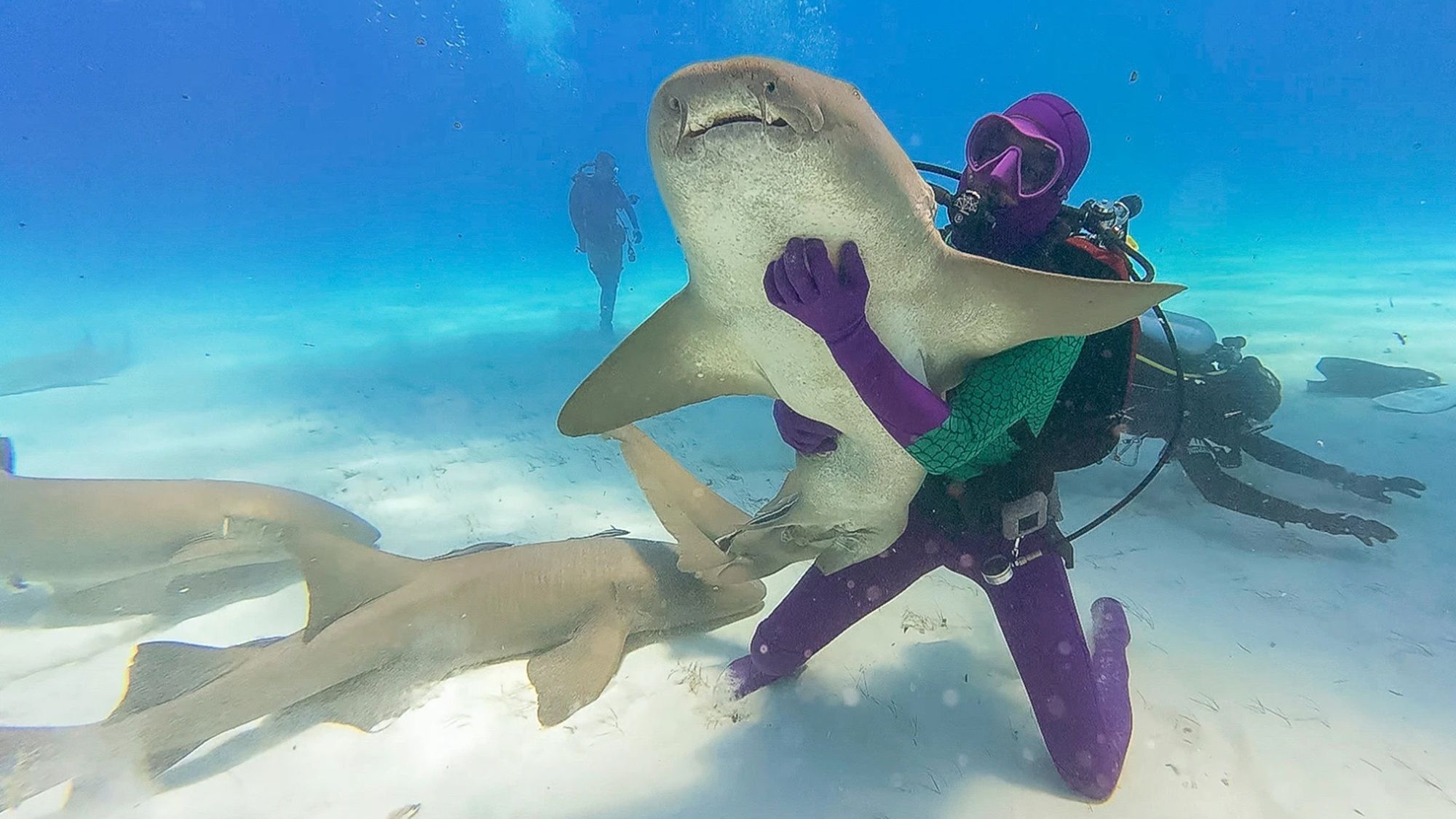 Shark Week kicks off tonight with new wildlife specials | What to Watch