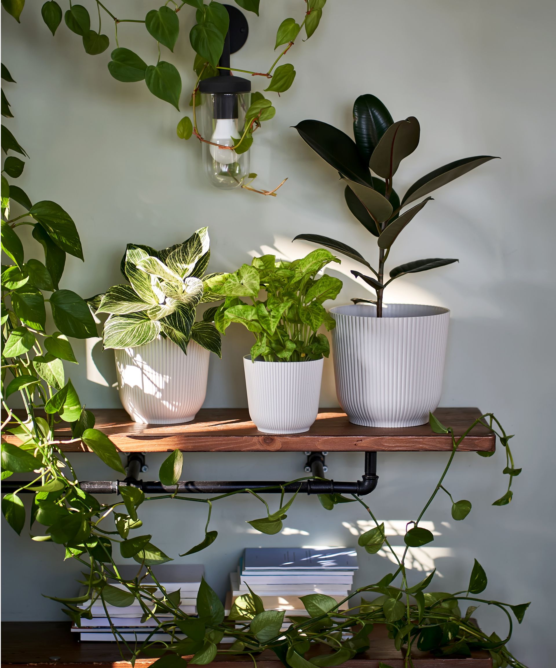 Houseplant trends 2025: 7 indoor plant trends for the year | Homes and ...