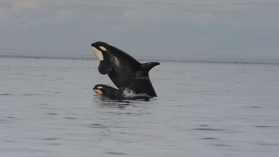 Orca males are burnouts who let their moms do all the hunting ...