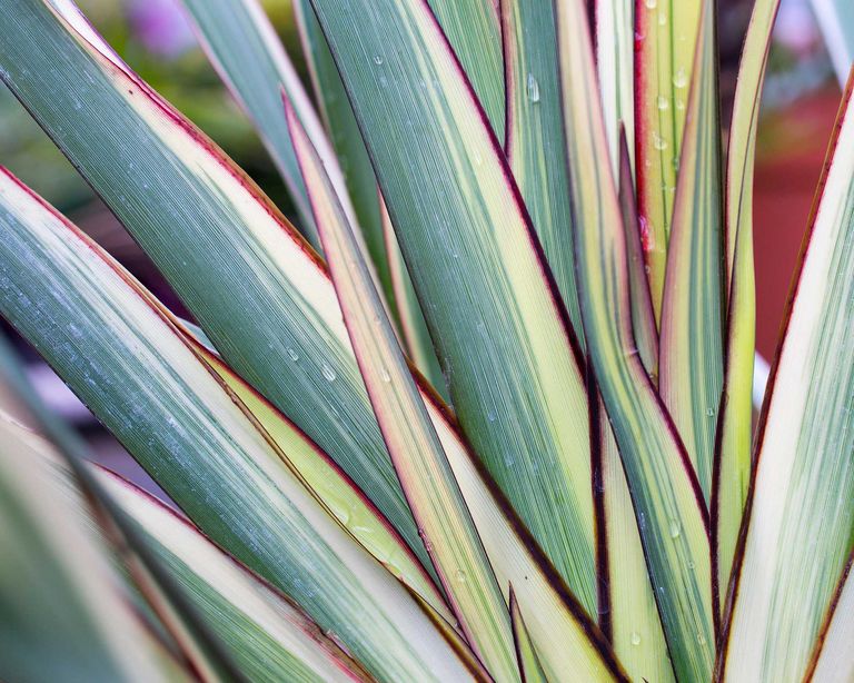 Best container plants: 14 top picks for summertime pots | Gardeningetc