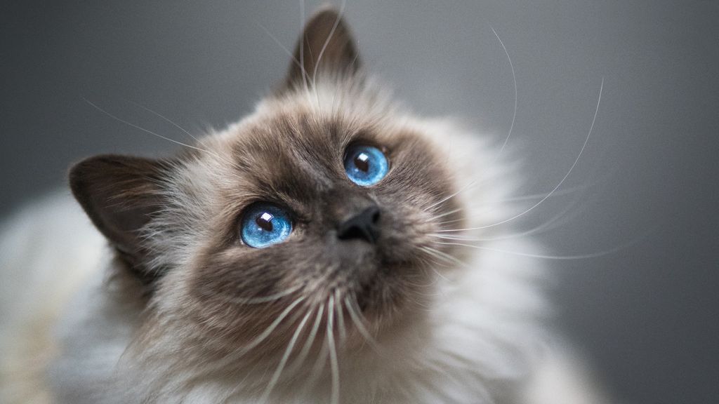 Whisker fatigue in cats: Vet's guide to causes and treatment | PetsRadar