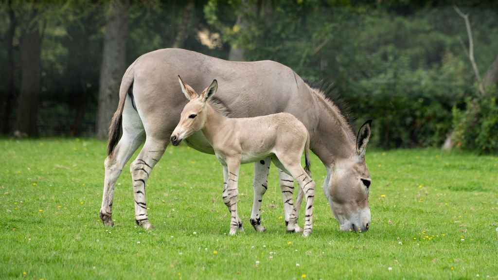 Critically endangered donkey with stripy 'zebra legs' born in UK zoo ...