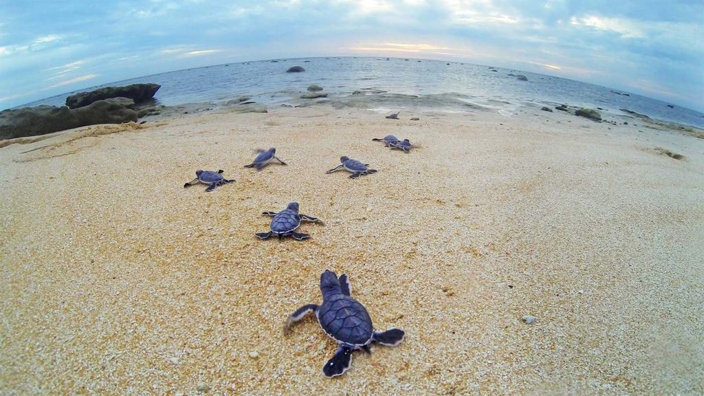 Climate Change Turned 99.8% of These Sea Turtle Babies into Girls ...